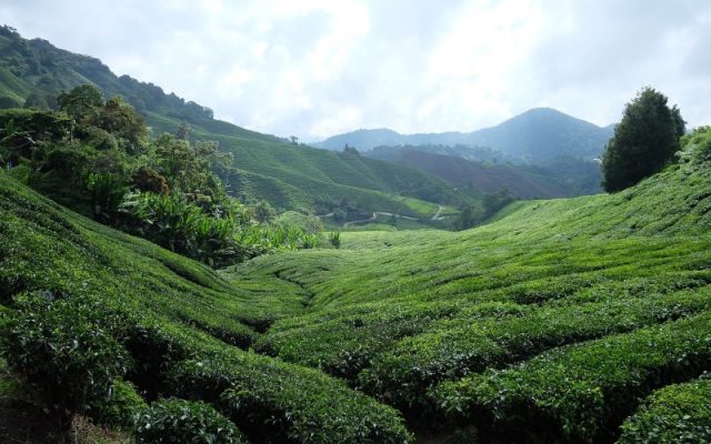 Things To Do In Cameron Highland