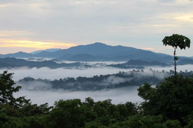Things To Do in Danum Valley on Your Malaysia Visit