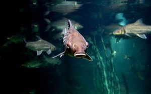 Exploring the Wonders of Aquaria KLCC in Kuala Lumpur
